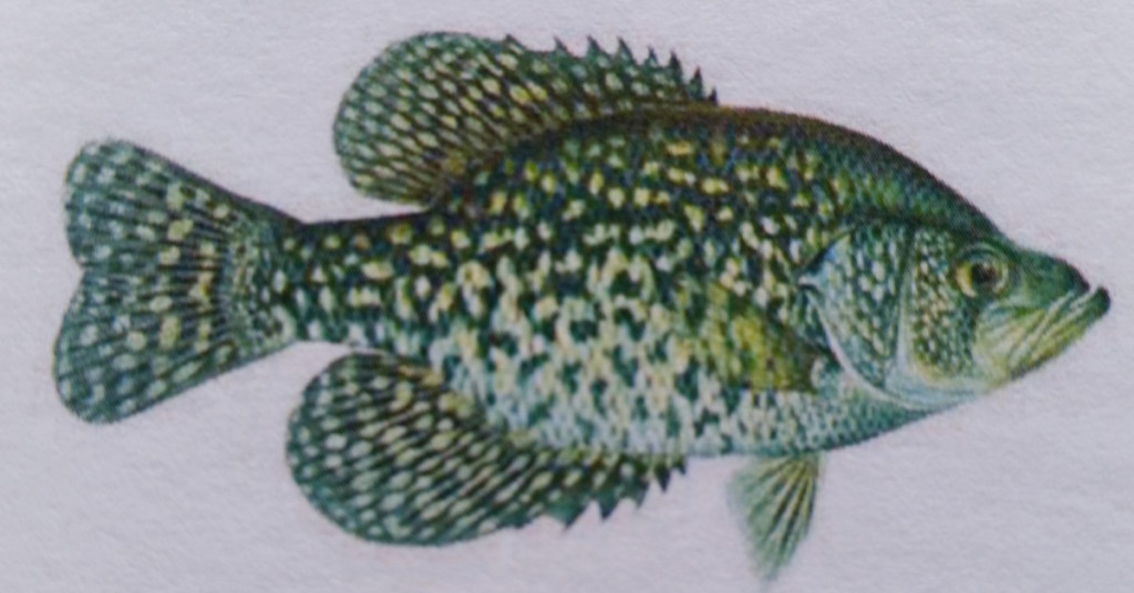 Fish Species and Limits | City of New Strawn