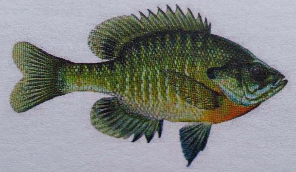 Fish Species and Limits | City of New Strawn