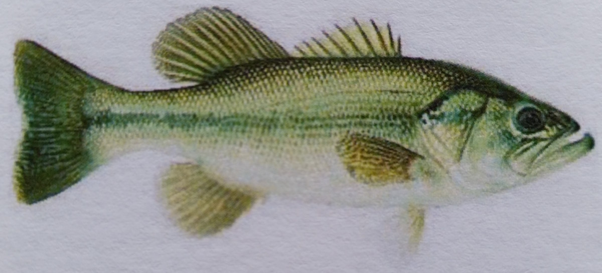 Fish Species and Limits | City of New Strawn