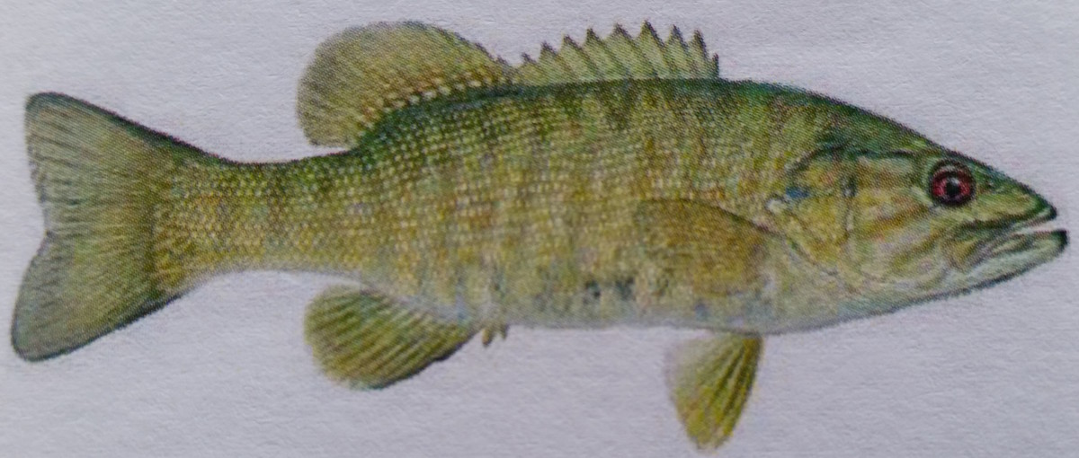 Fish Species and Limits | City of New Strawn